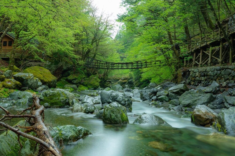 【カメラ初心者】カメラのピントが合わないときの対処方法！オートフォーカスの種類│YOGON-Photograph