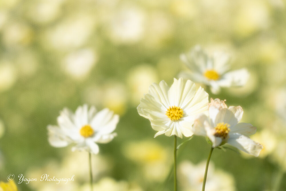 【カメラ初心者】Mモード（マニュアル）カメラの設定方法について│YOGON-Photograph