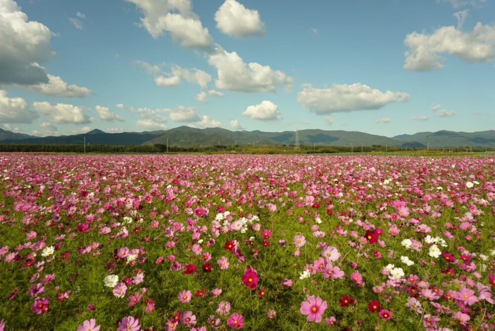 徳島のおすすめ写真スポットのまとめ！│YOGON-Photograph