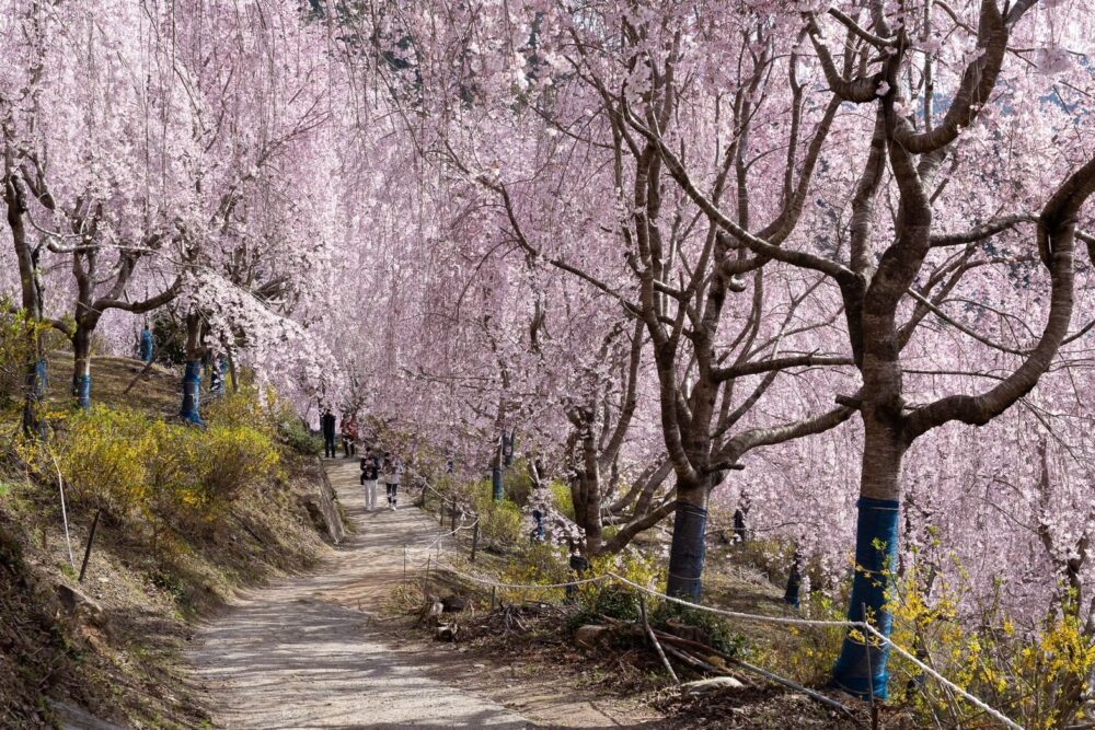 徳島のおすすめ写真スポットのまとめ！│YOGON-Photograph