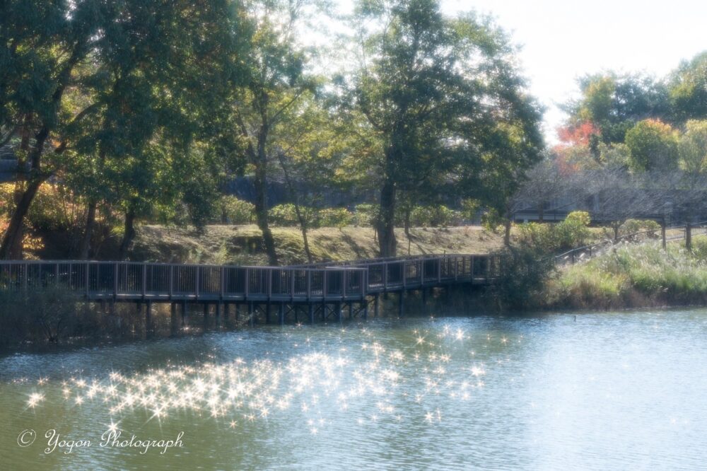 クロスフィルター5選！夜景やイルミネーションにおすすめ！簡単に映える！【Kenkoレンズフィルター】│YOGON-Photograph