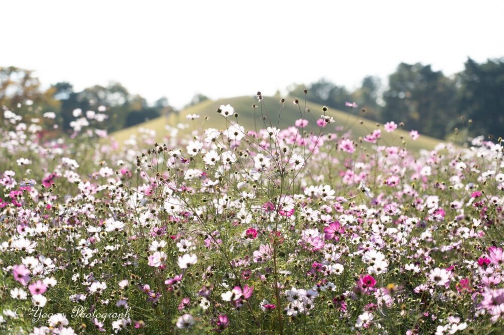 クロスフィルター5選！夜景やイルミネーションにおすすめ！簡単に映える！【Kenkoレンズフィルター】│YOGON-Photograph