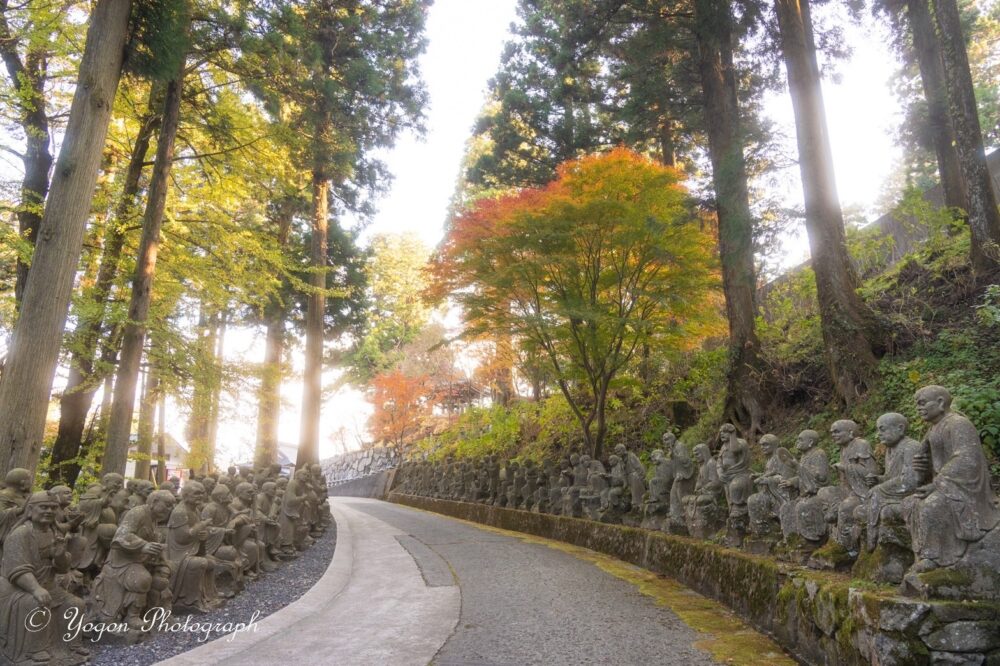 【1つは欲しい！】一眼カメラ用おすすめのKenkoレンズフィルターのまとめ！│YOGON-Photograph